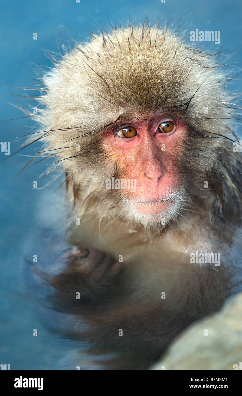 Snow monkey in the water of natural hot springs. The Japanese macaque ...