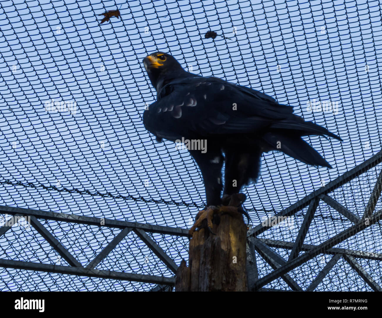Verreaux's eagles hi-res stock photography and images - Alamy