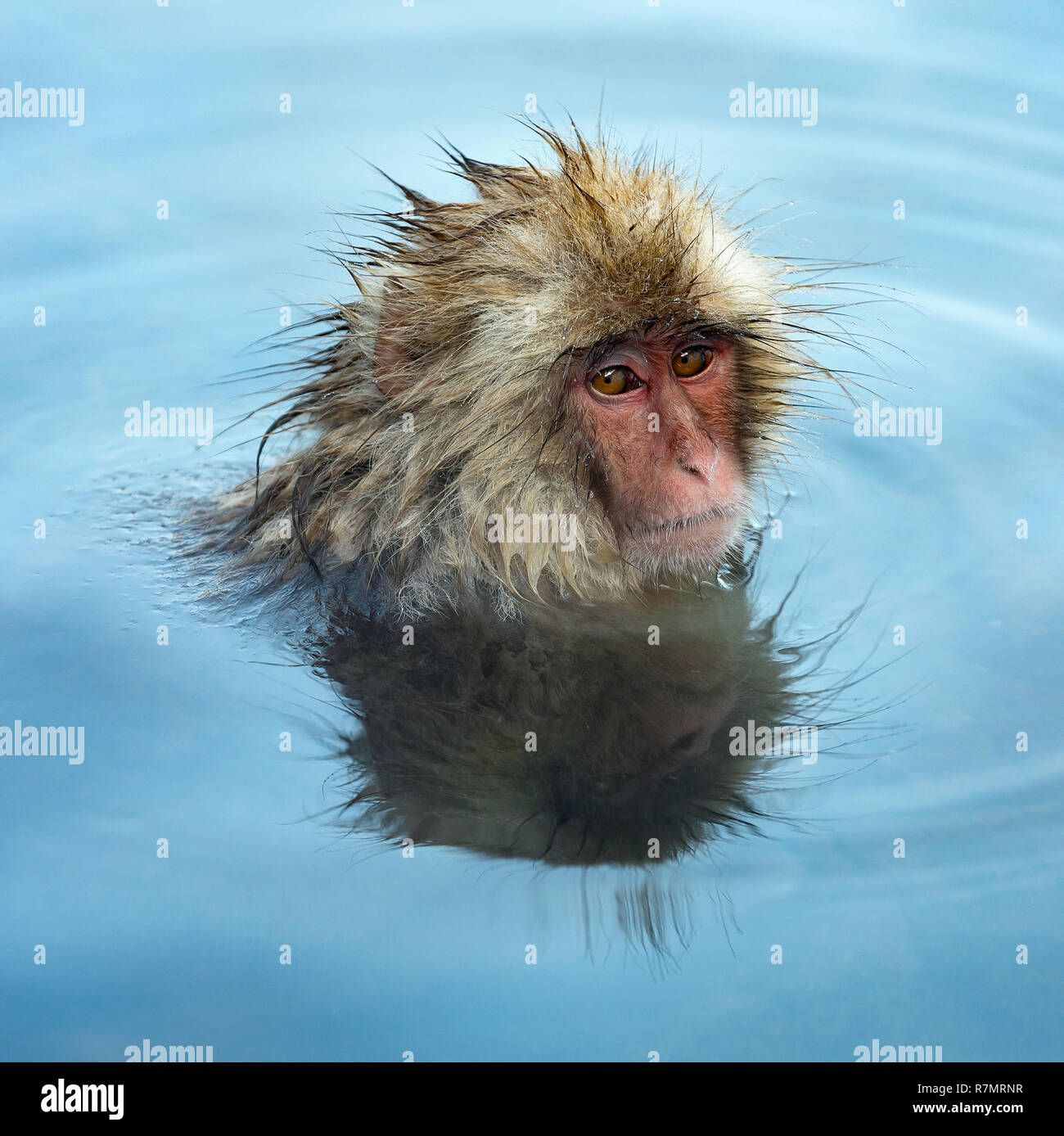 Snow monkey in the water of natural hot springs. The Japanese macaque ...