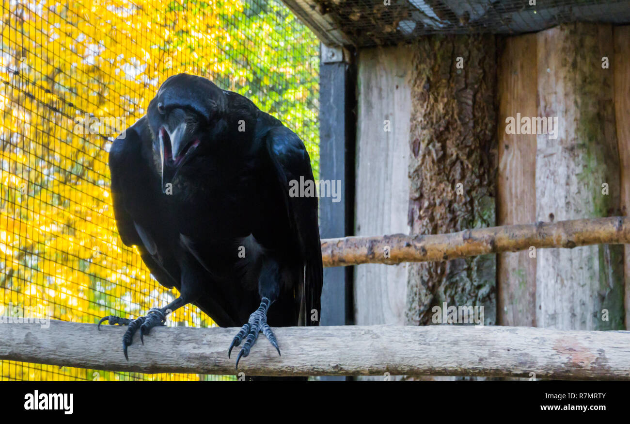 big black raven with his beak opened, a creepy mythological bird Stock ...