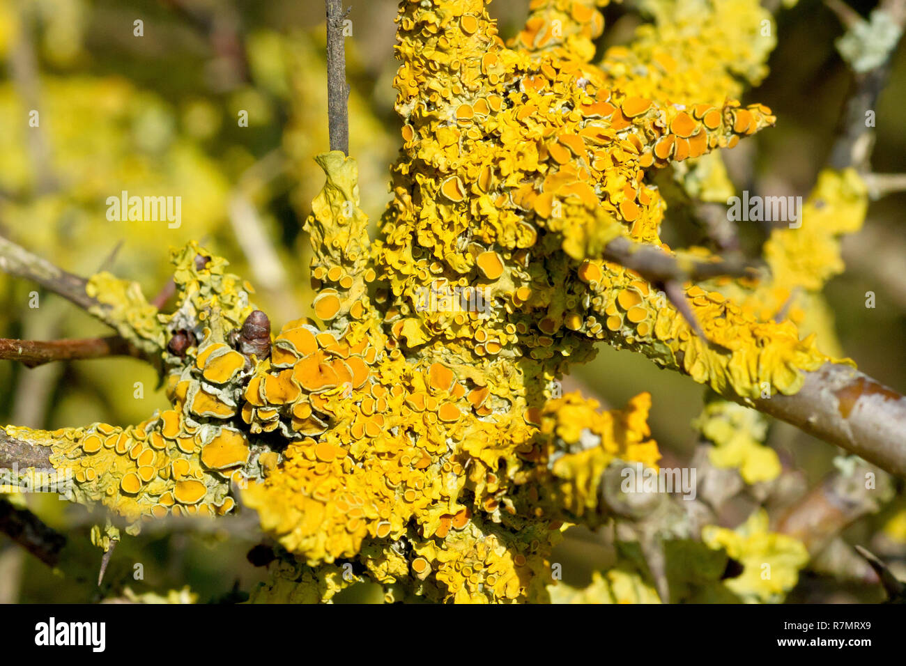Yellow scale hi-res stock photography and images - Alamy
