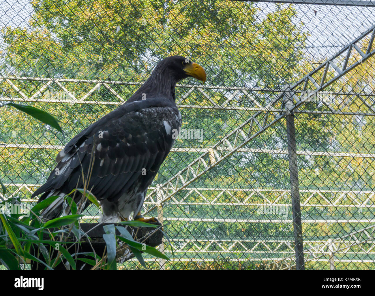 closeup of a stellers sea eagle from the side, a big raptor from japan ...
