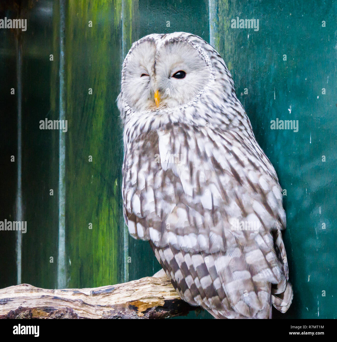 Winking animals hi-res stock photography and images - Alamy