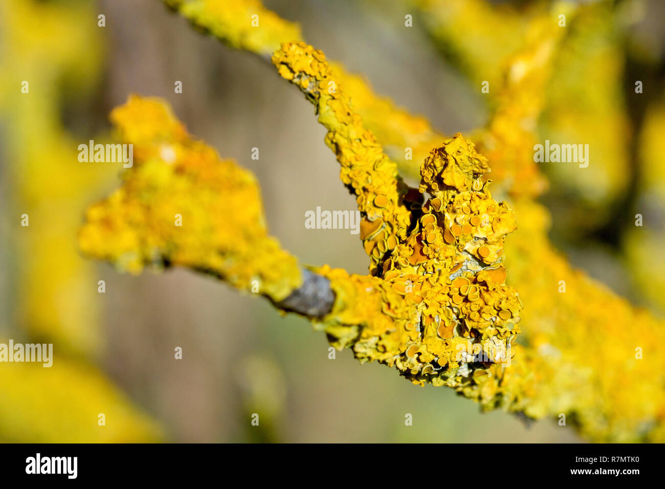 Yellow scale hi-res stock photography and images - Alamy
