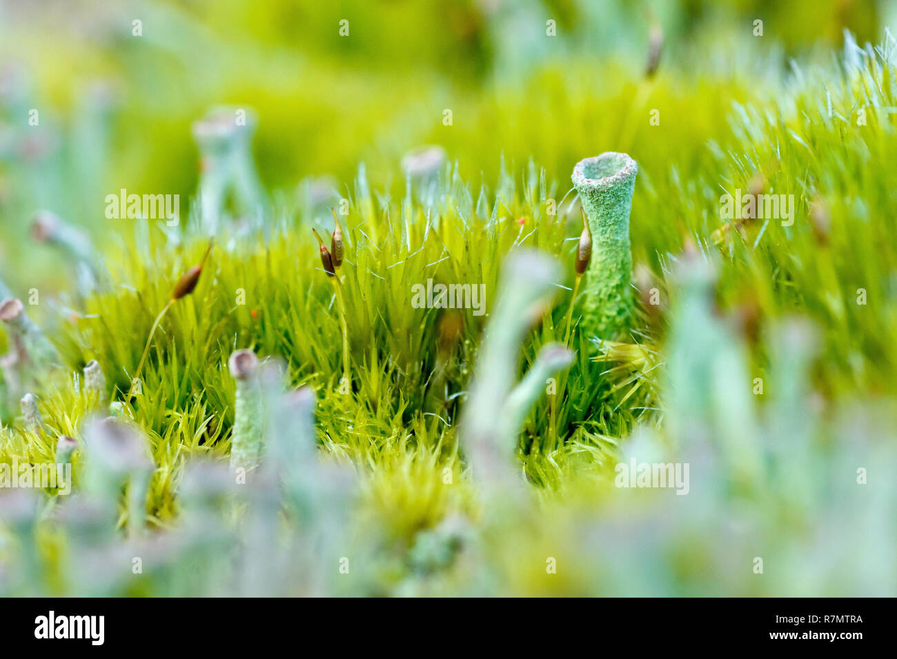 Lichen close up hi-res stock photography and images - Alamy