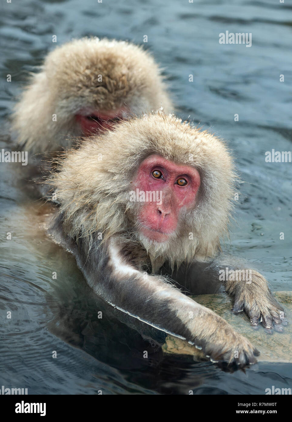 Japanese macaques in the water of natural hot springs. The Japanese ...