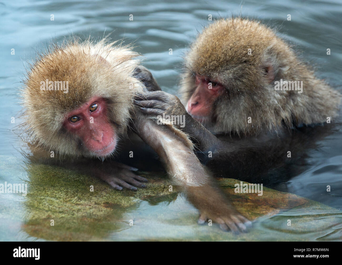 Japanese macaques in the water of natural hot springs. The Japanese ...