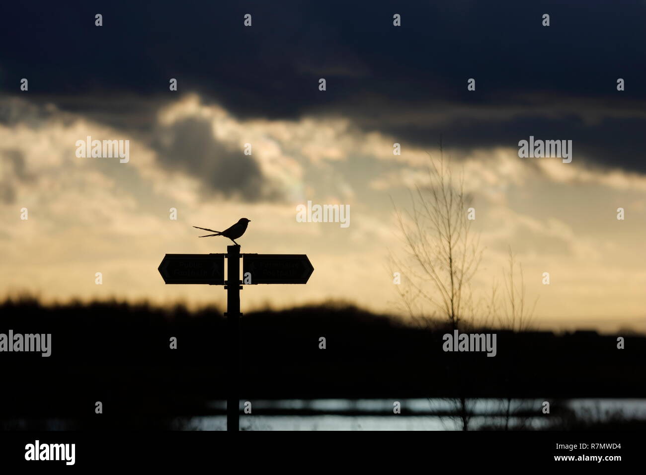 Silhouette of a Magpie on a public footpath sign post at RSPB St Aidan ...