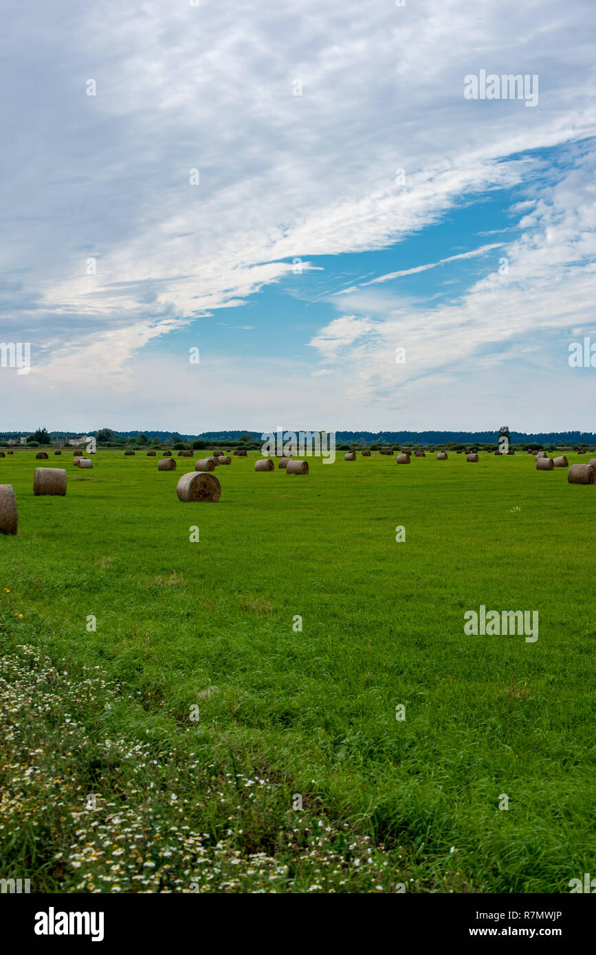 rolls of hay in green field under blue sky. countryside scenenery in ...