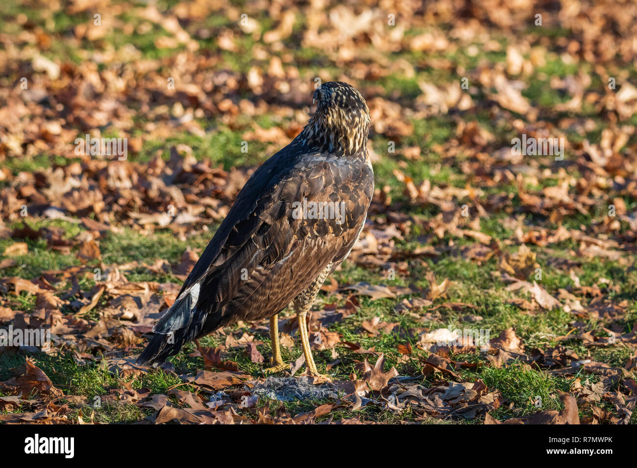 Great black hawk immature hi-res stock photography and images - Alamy