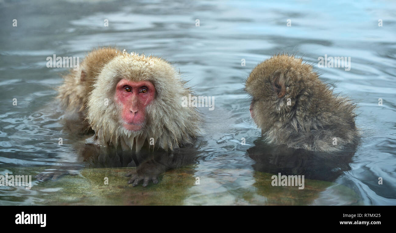Japanese macaques in the water of natural hot springs. The Japanese ...
