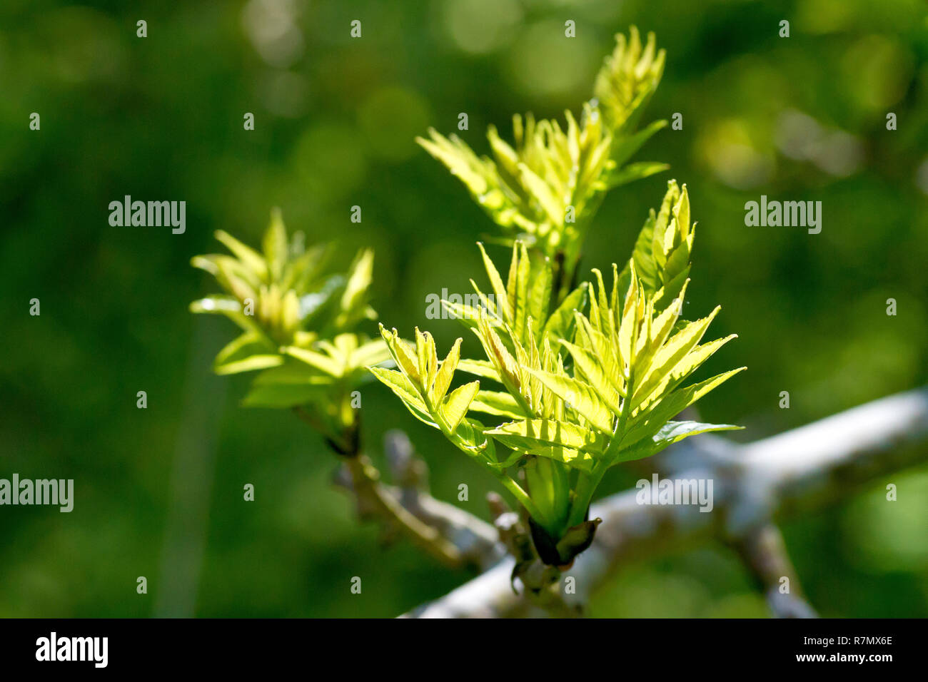 Close up of Ash tree leaves (fraxinus excelsior) emerging from their ...