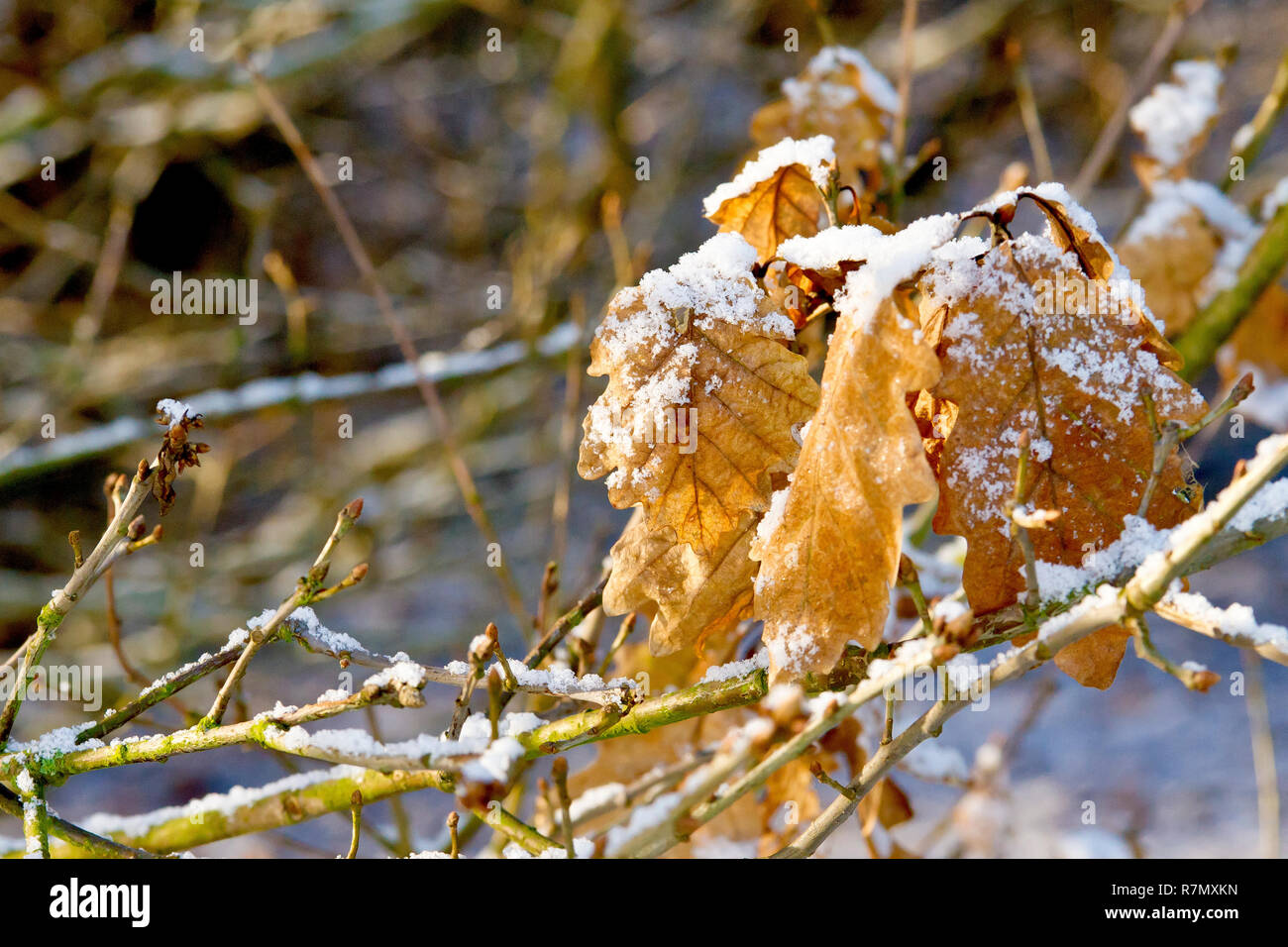 Light Dusting Of Snow High Resolution Stock Photography and Images - Alamy