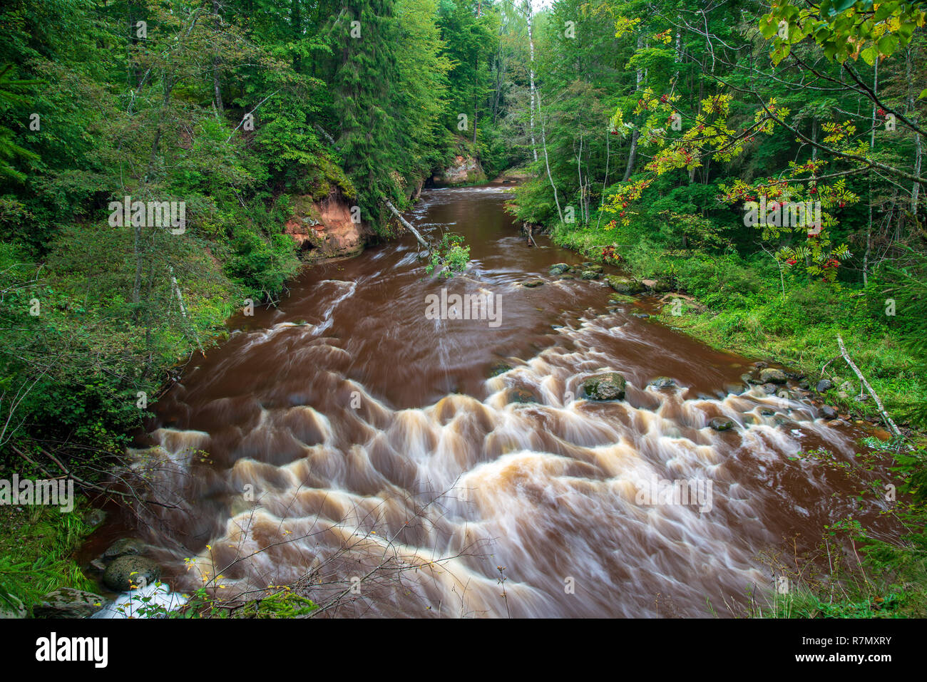 fast river in forest. Amata in Latvia with high water and rapid stream ...