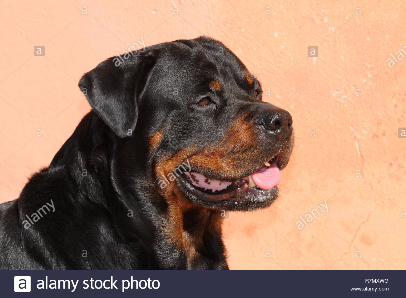 Rottweiler Aggressive Stock Photos & Rottweiler Aggressive Stock Images ...