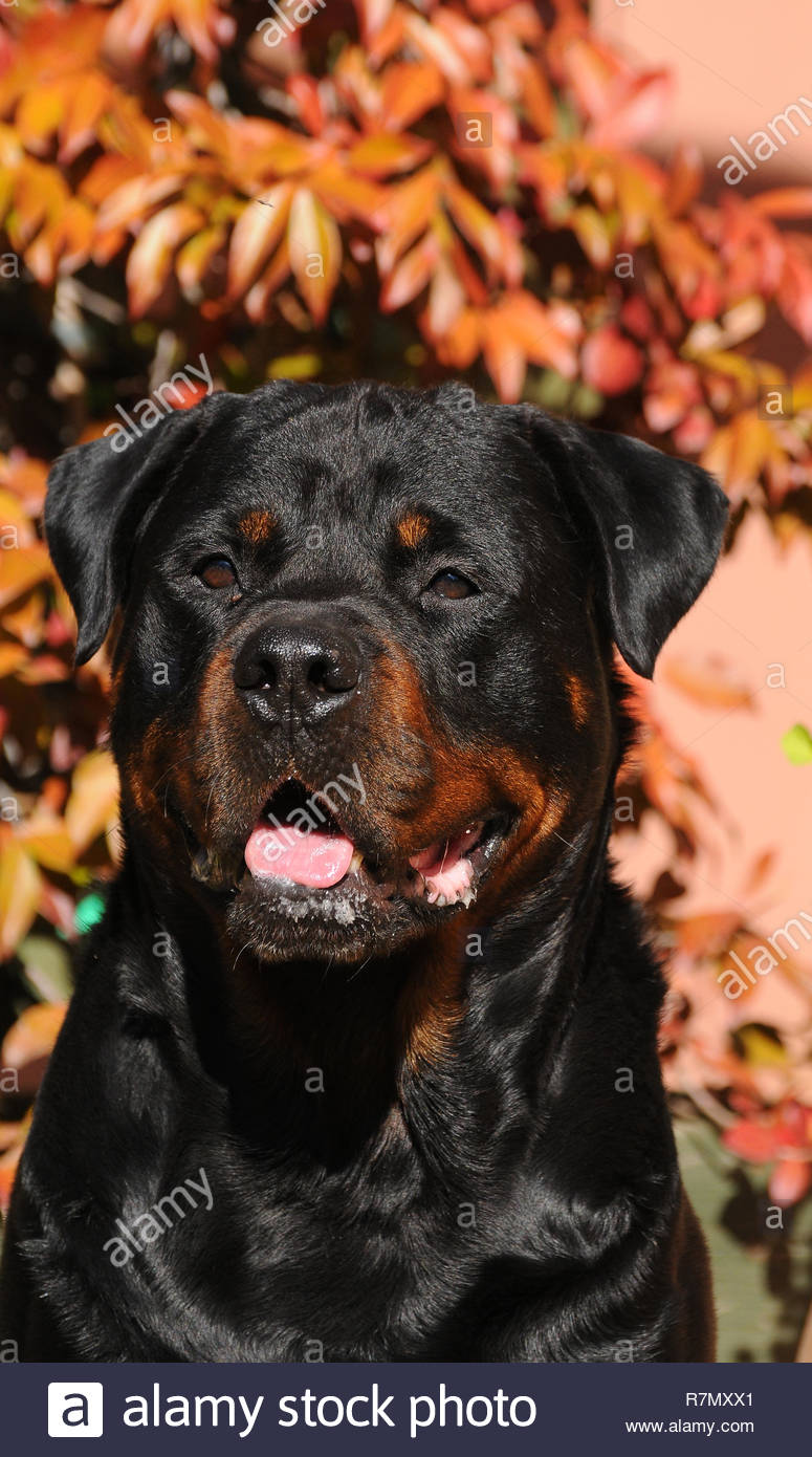 Rottweiler Aggressive Stock Photos & Rottweiler Aggressive Stock Images ...