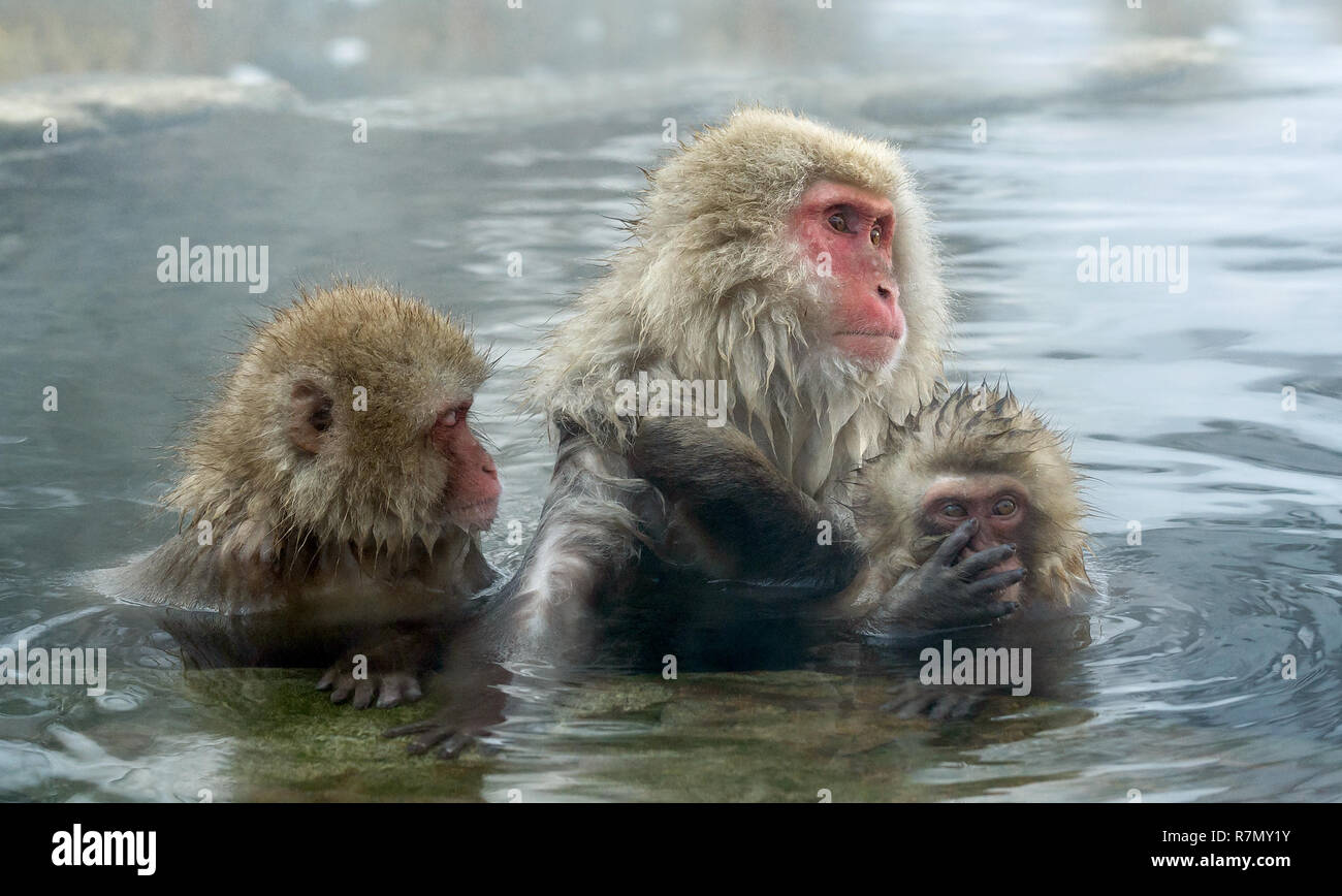 Japanese macaques in the water of natural hot springs. The Japanese ...