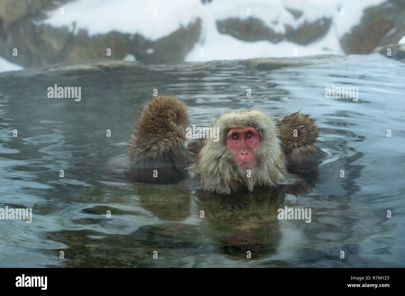 Japanese macaques in the water of natural hot springs. The Japanese ...