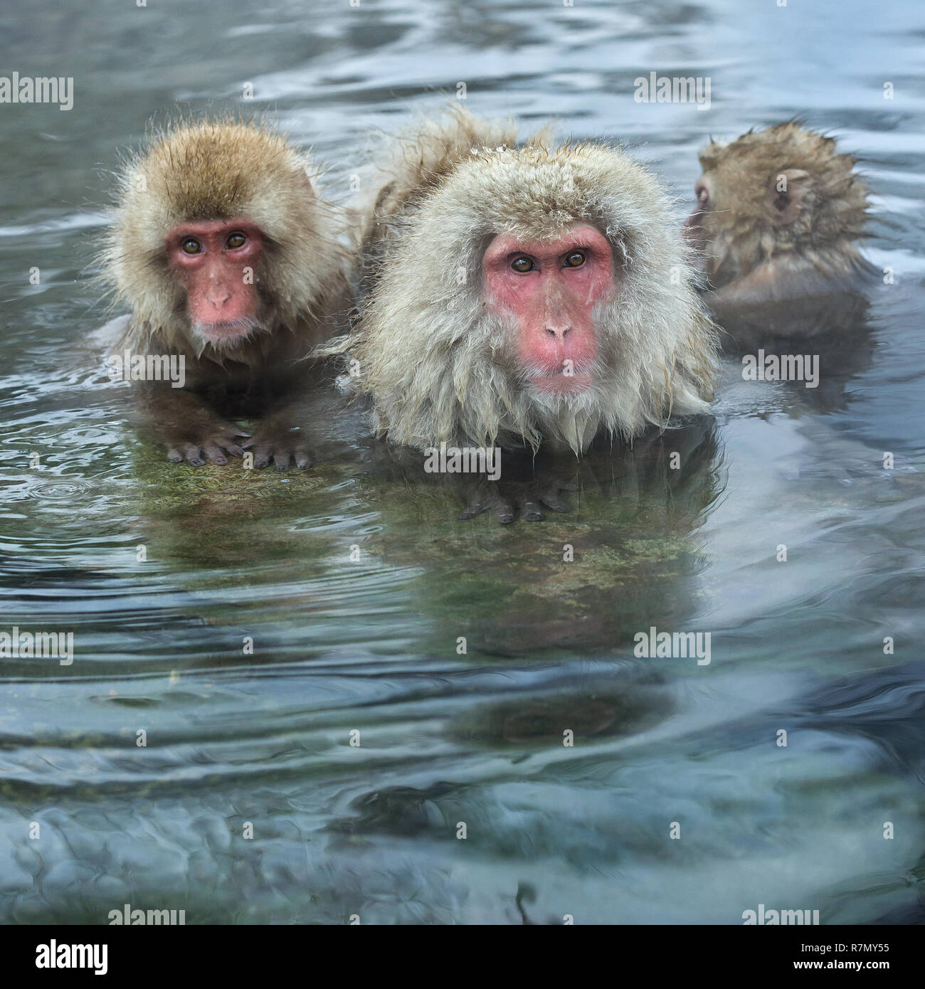 Japanese macaques in the water of natural hot springs. The Japanese ...