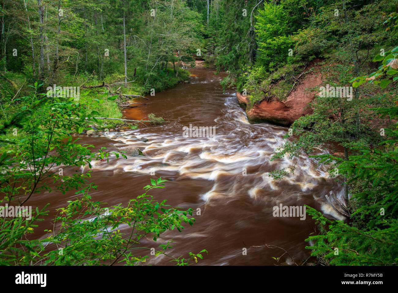 fast river in forest. Amata in Latvia with high water and rapid stream ...