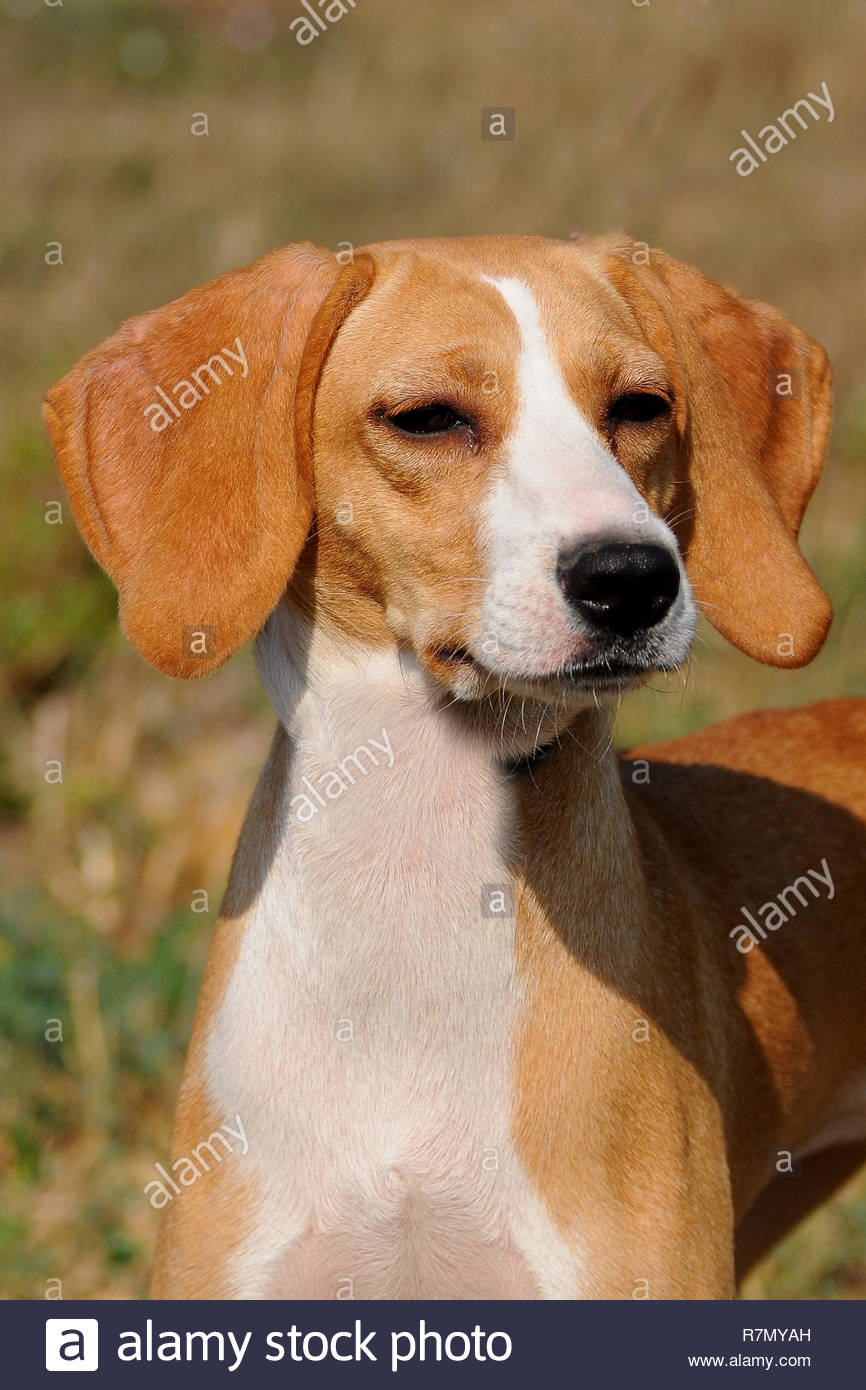 Italian Hunting Dog Stock Photos & Italian Hunting Dog Stock Images - Alamy