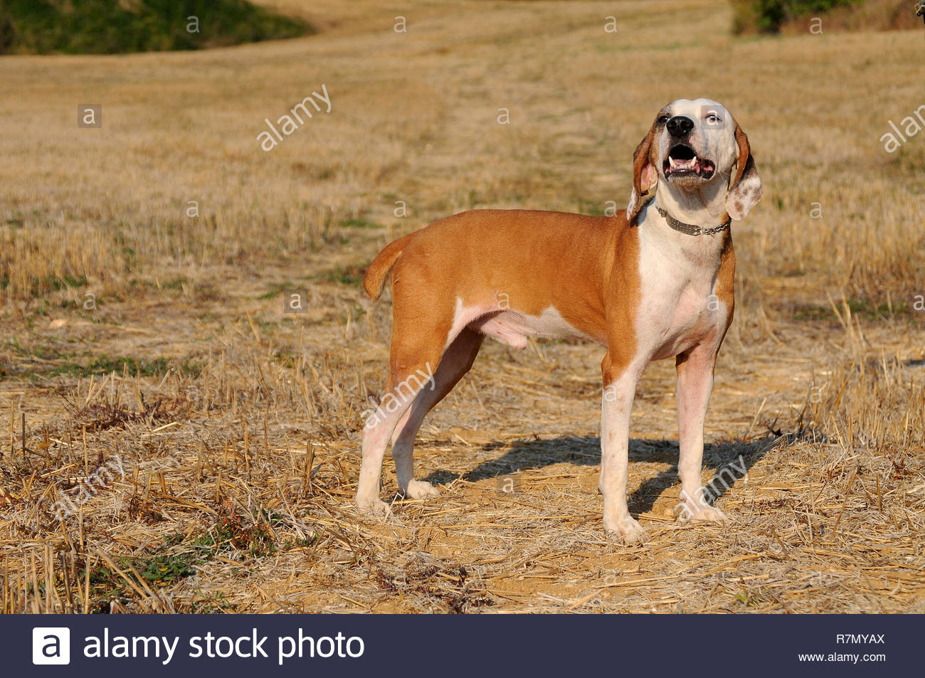 Italian Hunting Dog Stock Photos & Italian Hunting Dog Stock Images - Alamy
