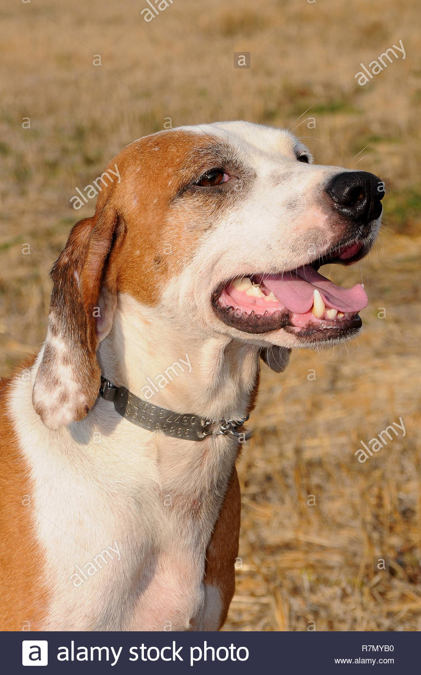 Italian Hunting Dog Stock Photos & Italian Hunting Dog Stock Images - Alamy