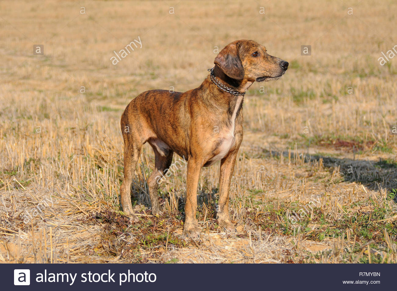 Italian Hunting Dog Stock Photos & Italian Hunting Dog Stock Images - Alamy