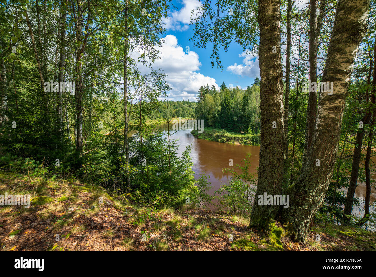 tourist hiking trail track in green summer forest with dark ground and ...