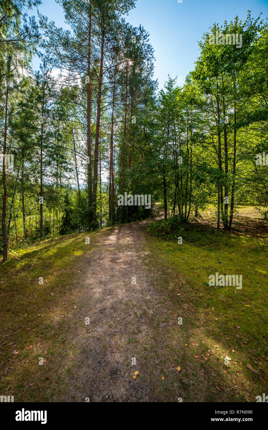 tourist hiking trail track in green summer forest with dark ground and ...
