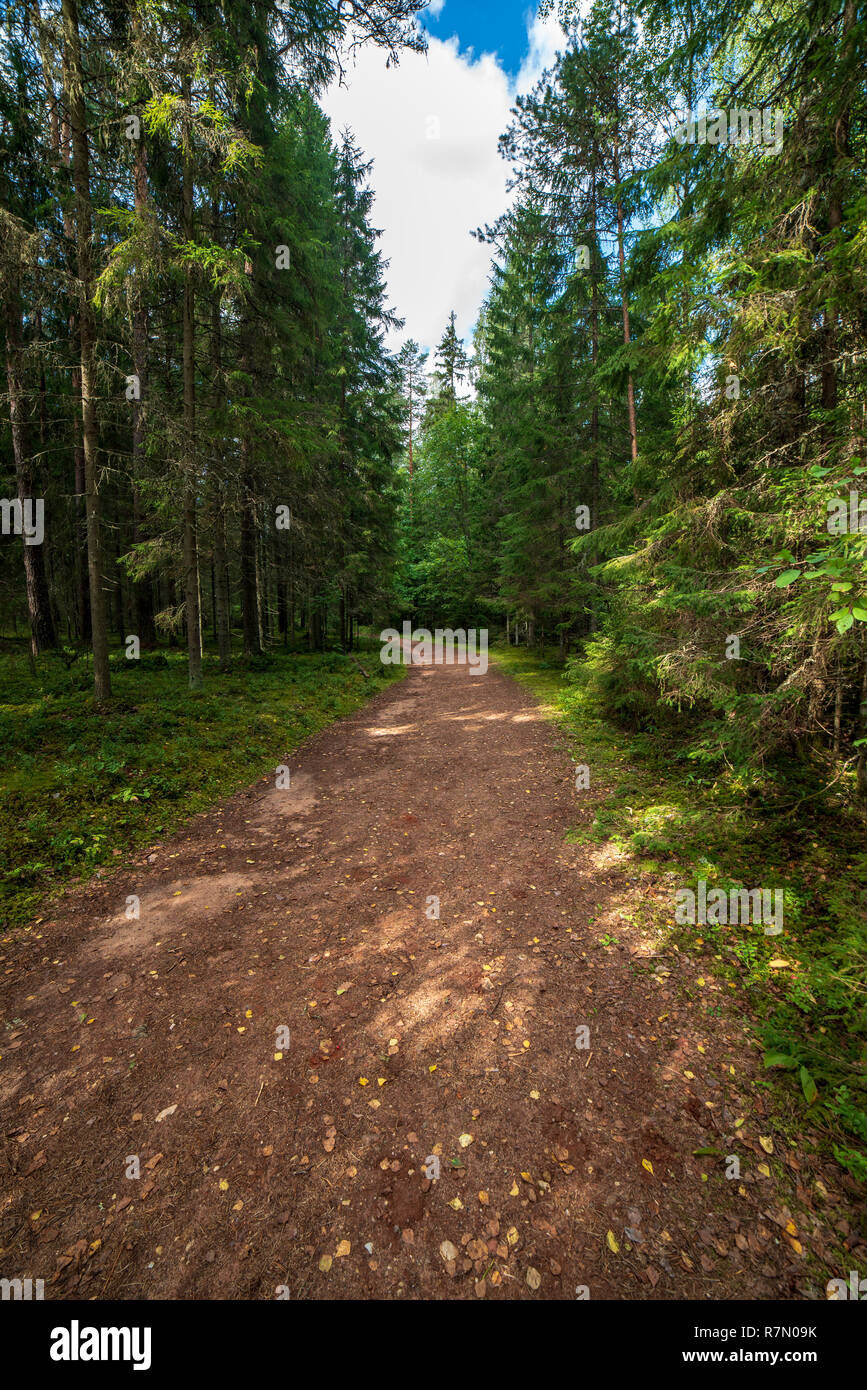 tourist hiking trail track in green summer forest with dark ground and ...