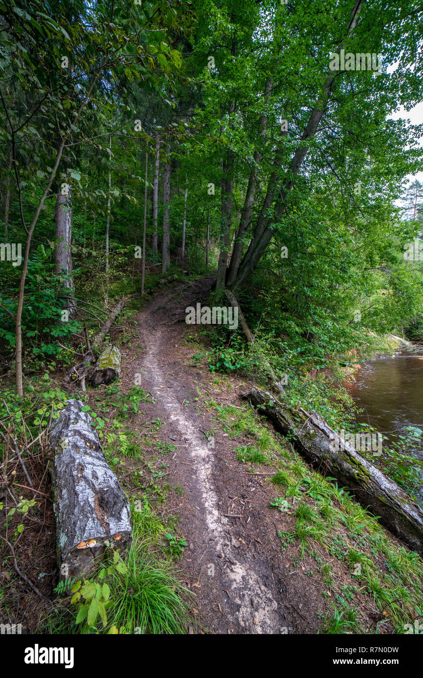 tourist hiking trail track in green summer forest with dark ground and ...