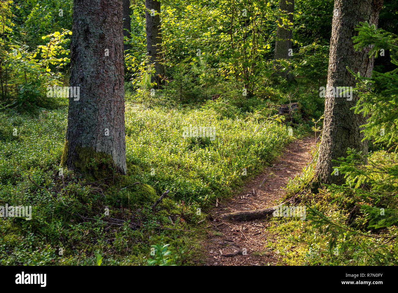 tourist hiking trail track in green summer forest with dark ground and ...