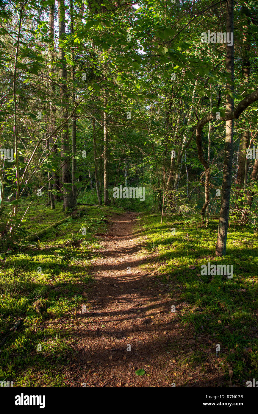 tourist hiking trail track in green summer forest with dark ground and ...