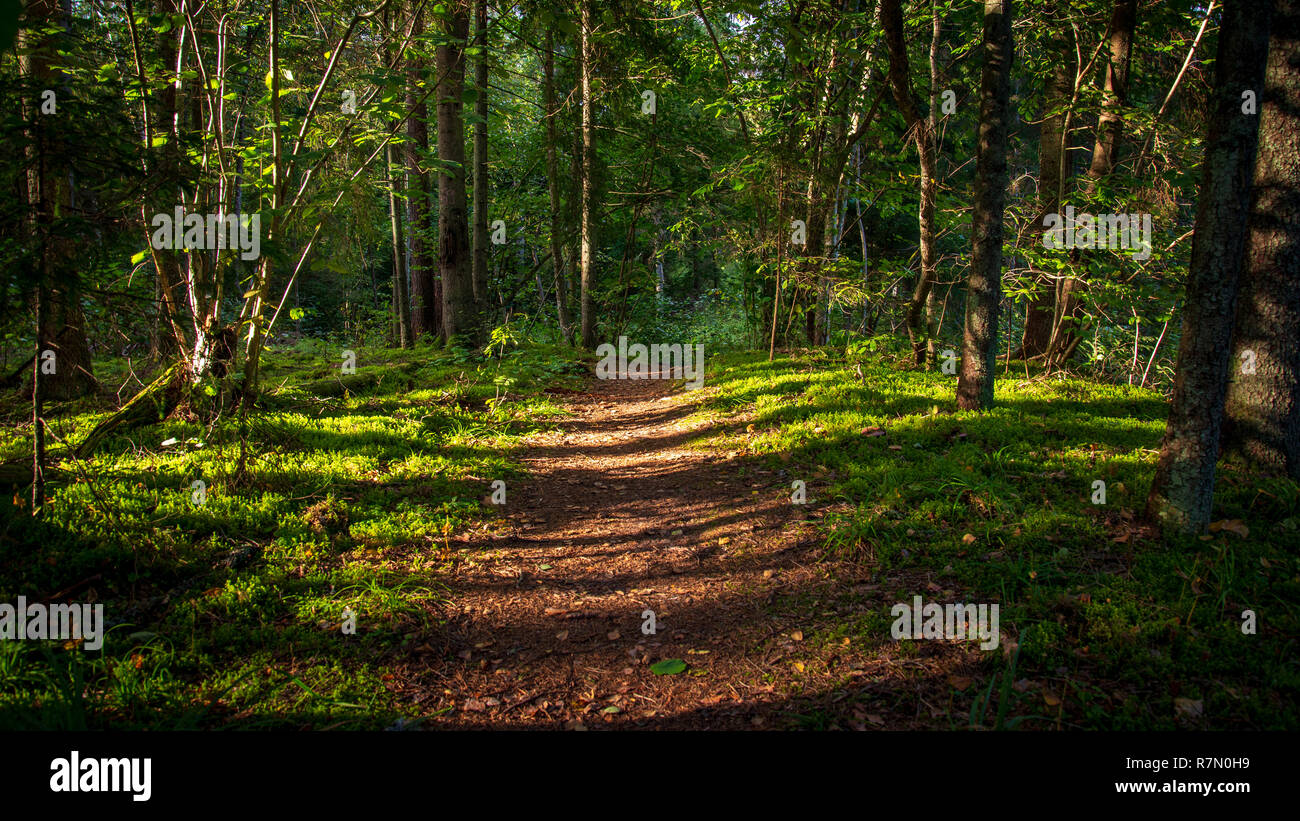 tourist hiking trail track in green summer forest with dark ground and ...