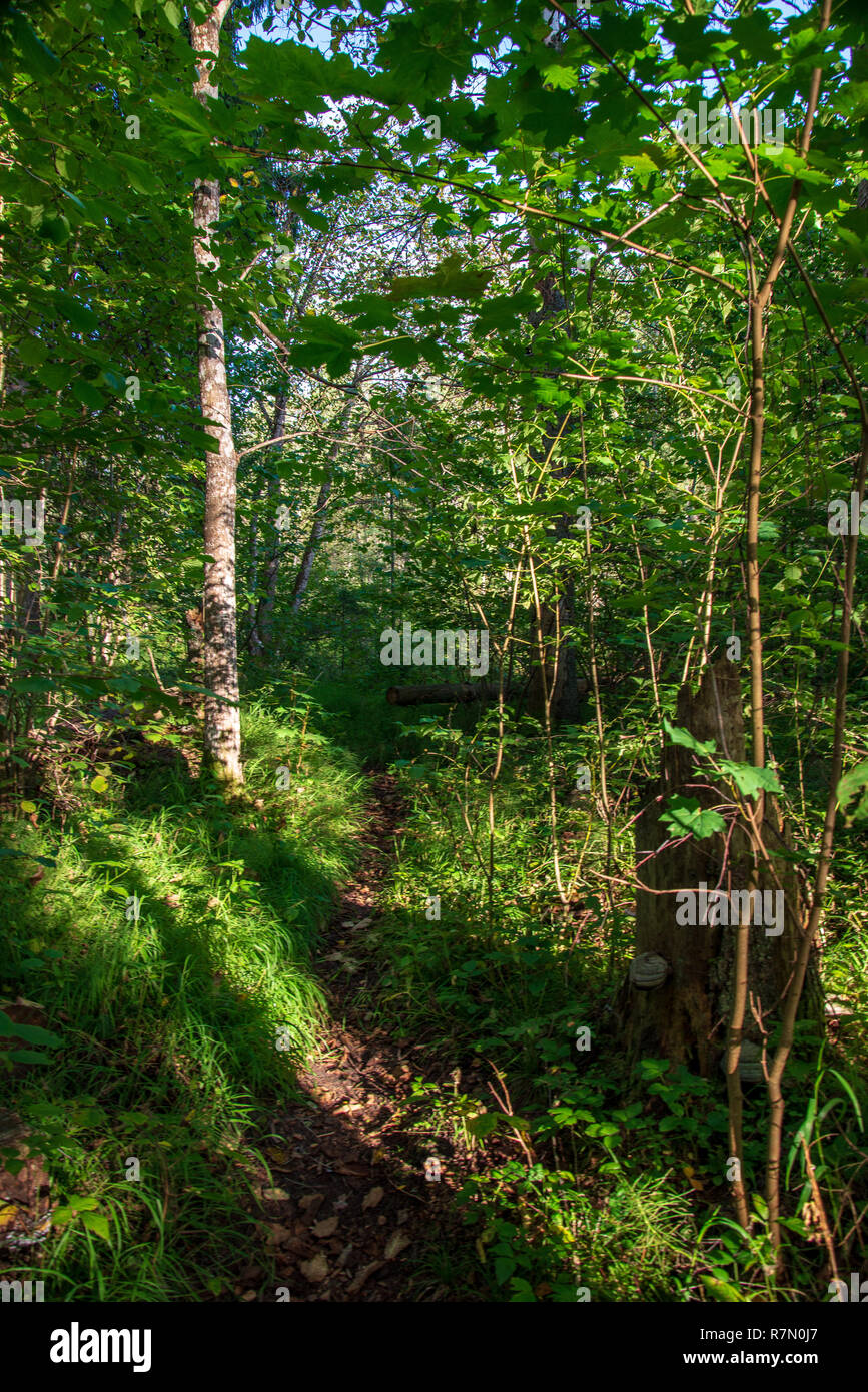 tourist hiking trail track in green summer forest with dark ground and ...
