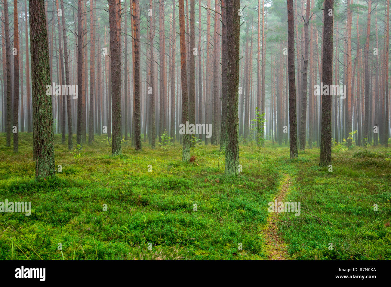 calm and peaceful pine tree forest with green forest bed and straight tree trunks in mist. long ...