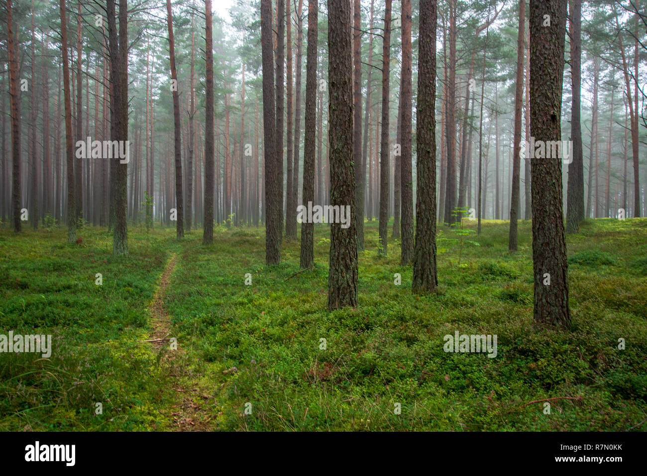 calm and peaceful pine tree forest with green forest bed and straight tree trunks in mist. long ...
