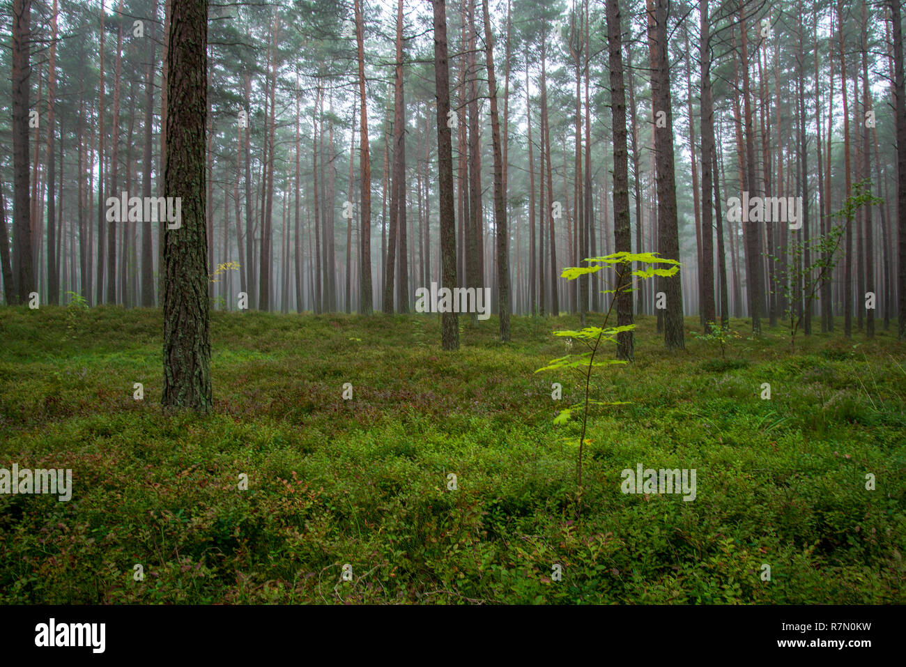 calm and peaceful pine tree forest with green forest bed and straight tree trunks in mist. long ...