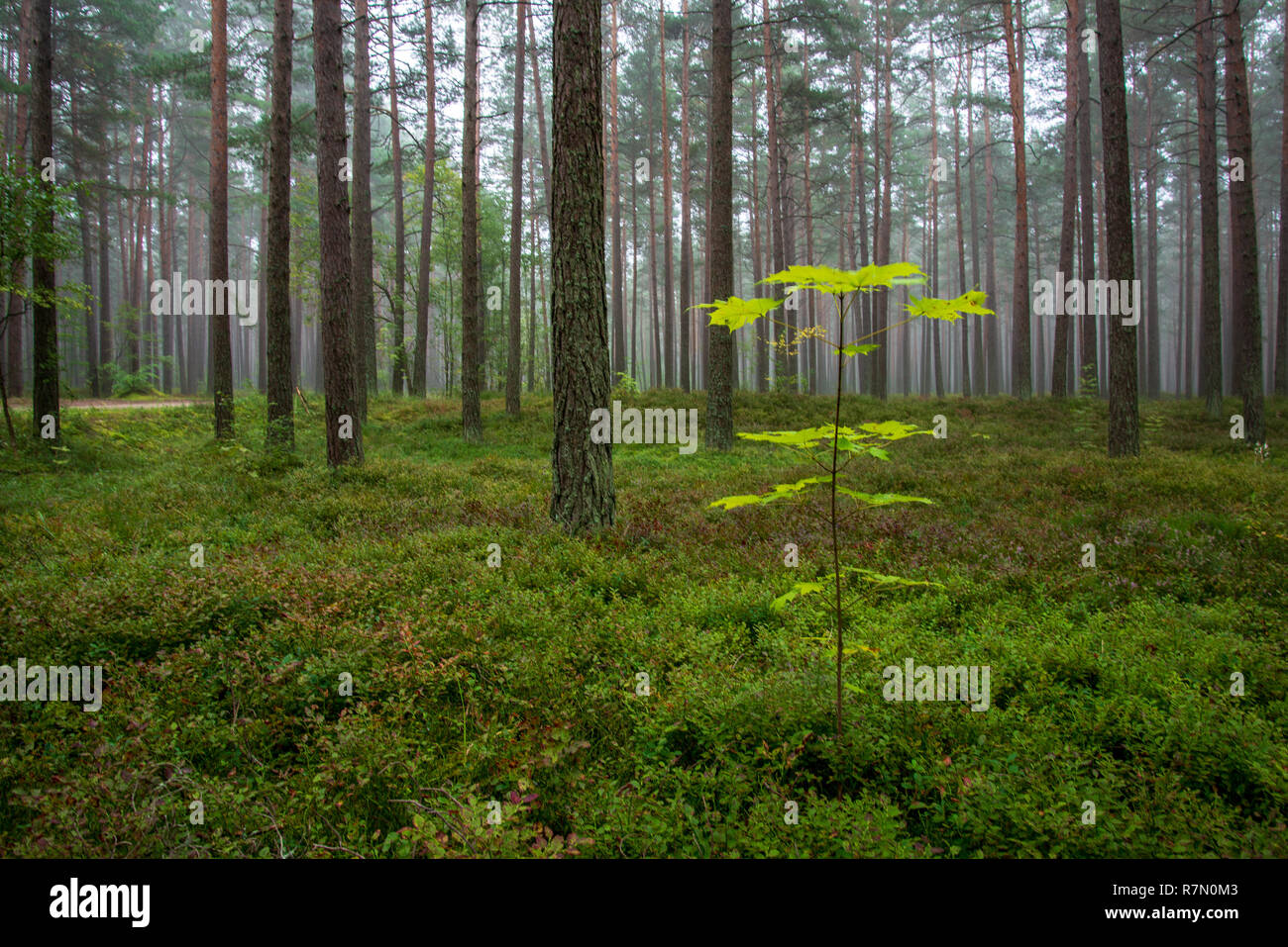 calm and peaceful pine tree forest with green forest bed and straight tree trunks in mist. long ...