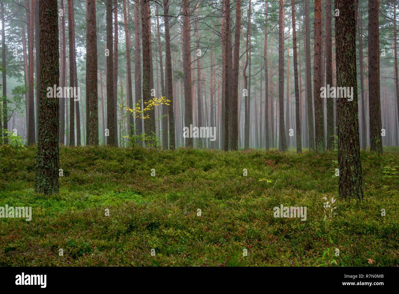 calm and peaceful pine tree forest with green forest bed and straight tree trunks in mist. long ...