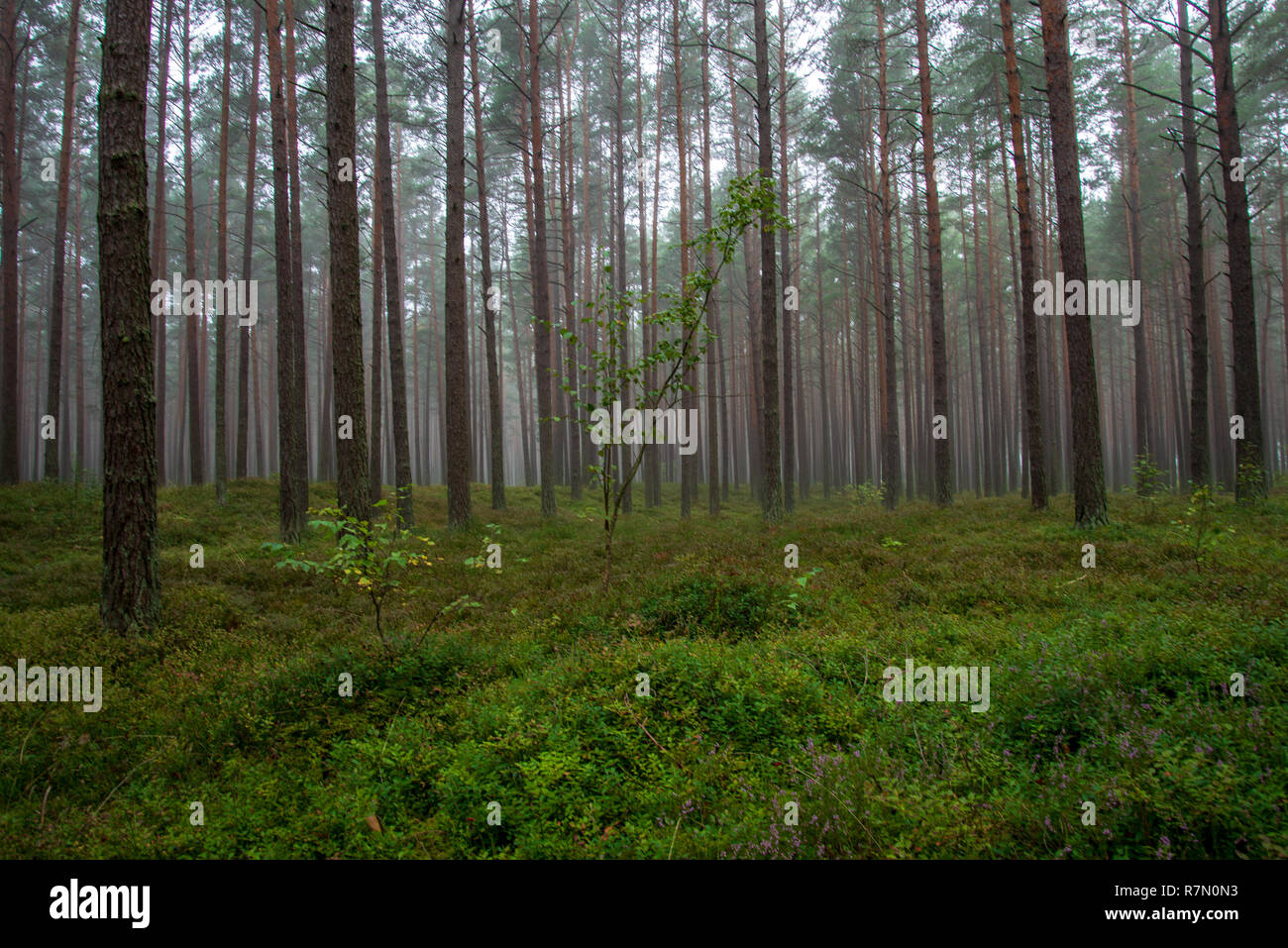 calm and peaceful pine tree forest with green forest bed and straight tree trunks in mist. long ...