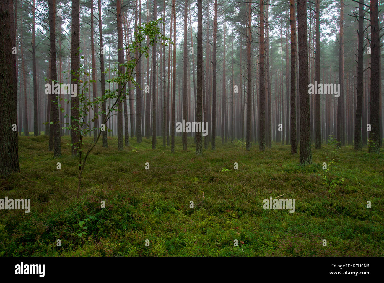 calm and peaceful pine tree forest with green forest bed and straight tree trunks in mist. long ...