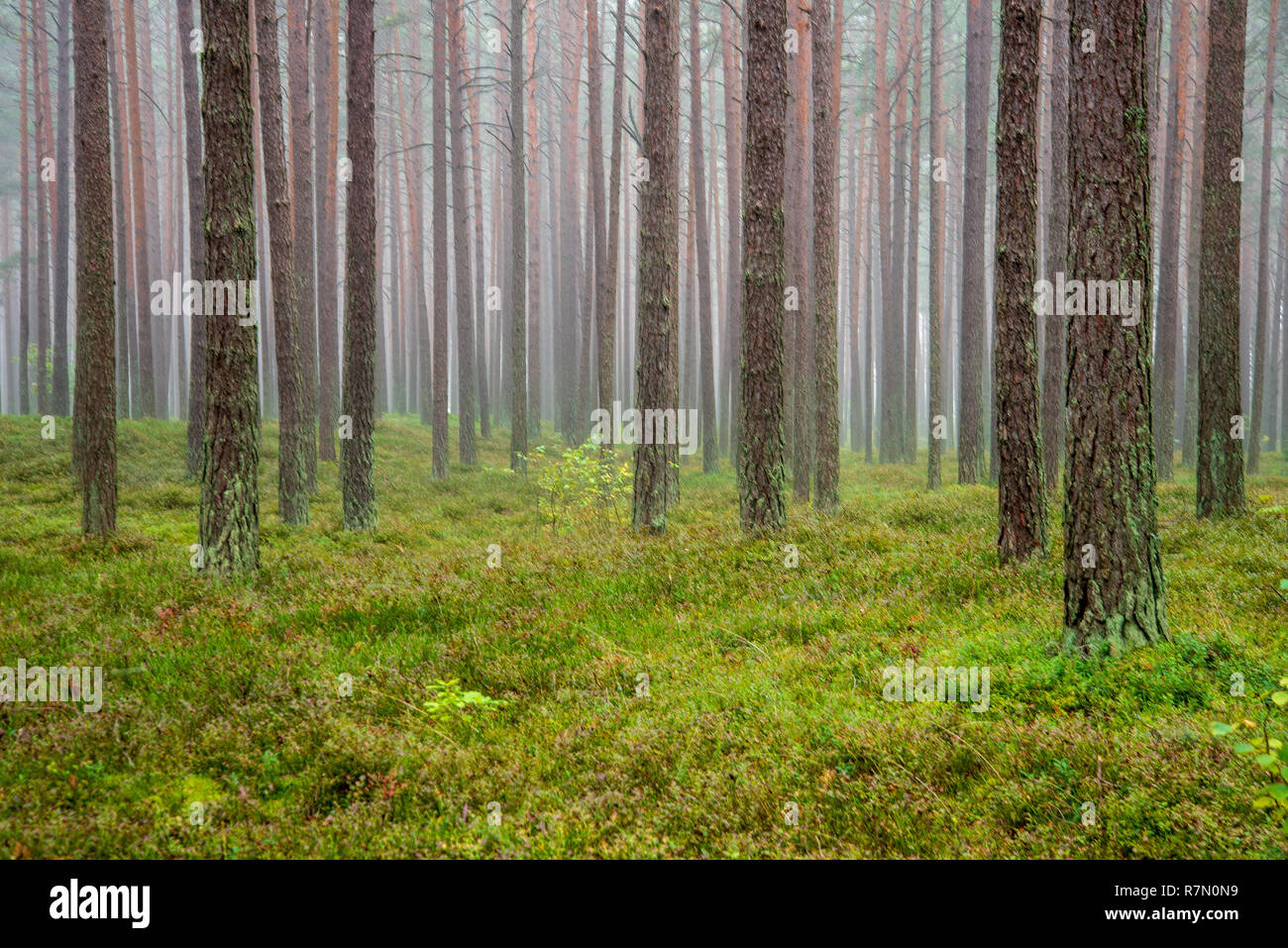 calm and peaceful pine tree forest with green forest bed and straight tree trunks in mist. long ...