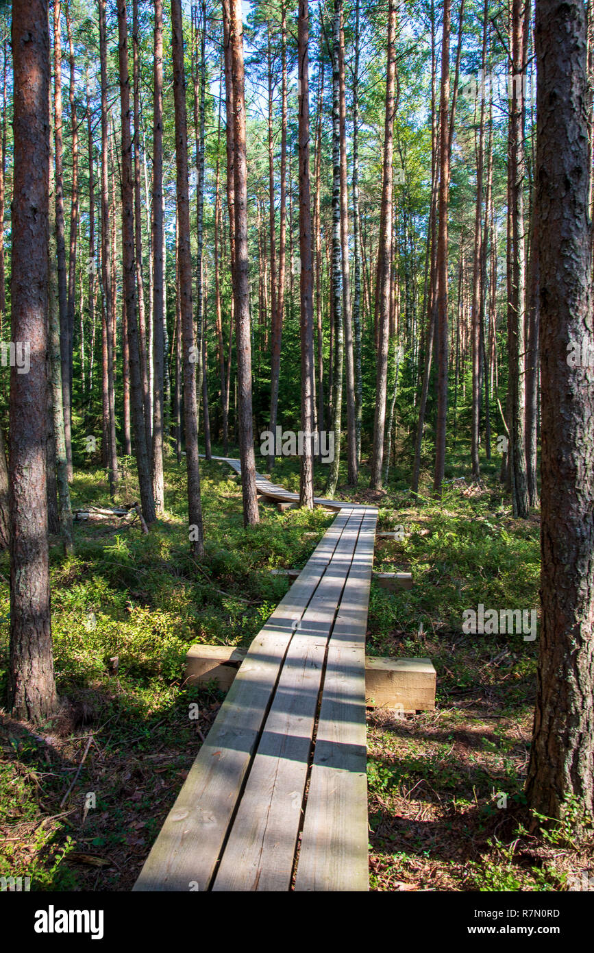calm and peaceful pine tree forest with green forest bed and straight tree trunks in mist Stock ...
