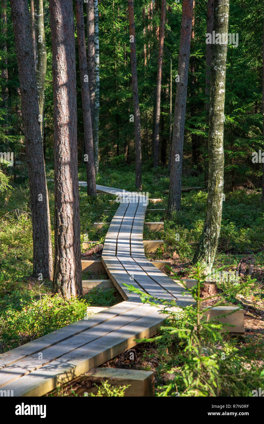 calm and peaceful pine tree forest with green forest bed and straight tree trunks in mist Stock ...