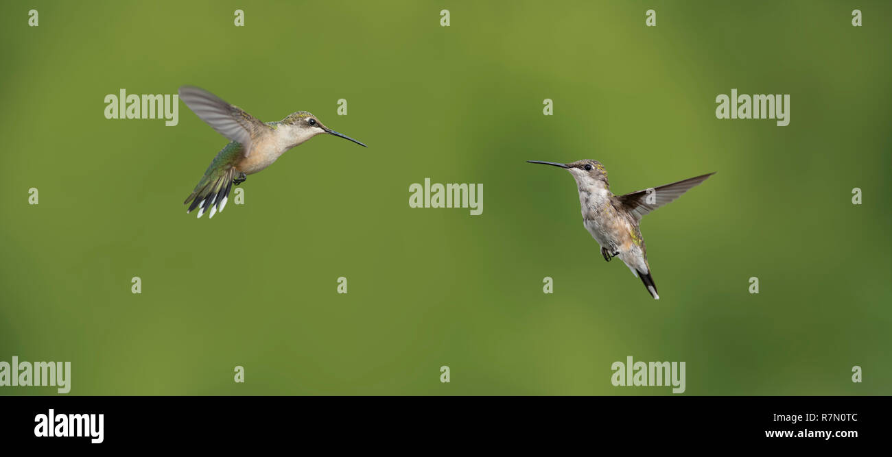 Two Hummingbirds in flight Stock Photo - Alamy