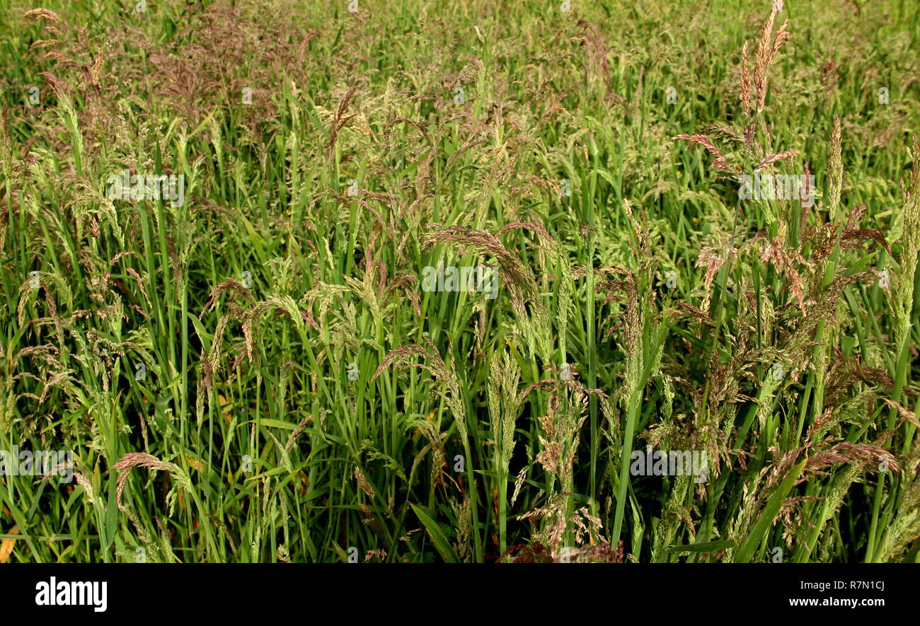 Long grass in a paddock Stock Photo - Alamy