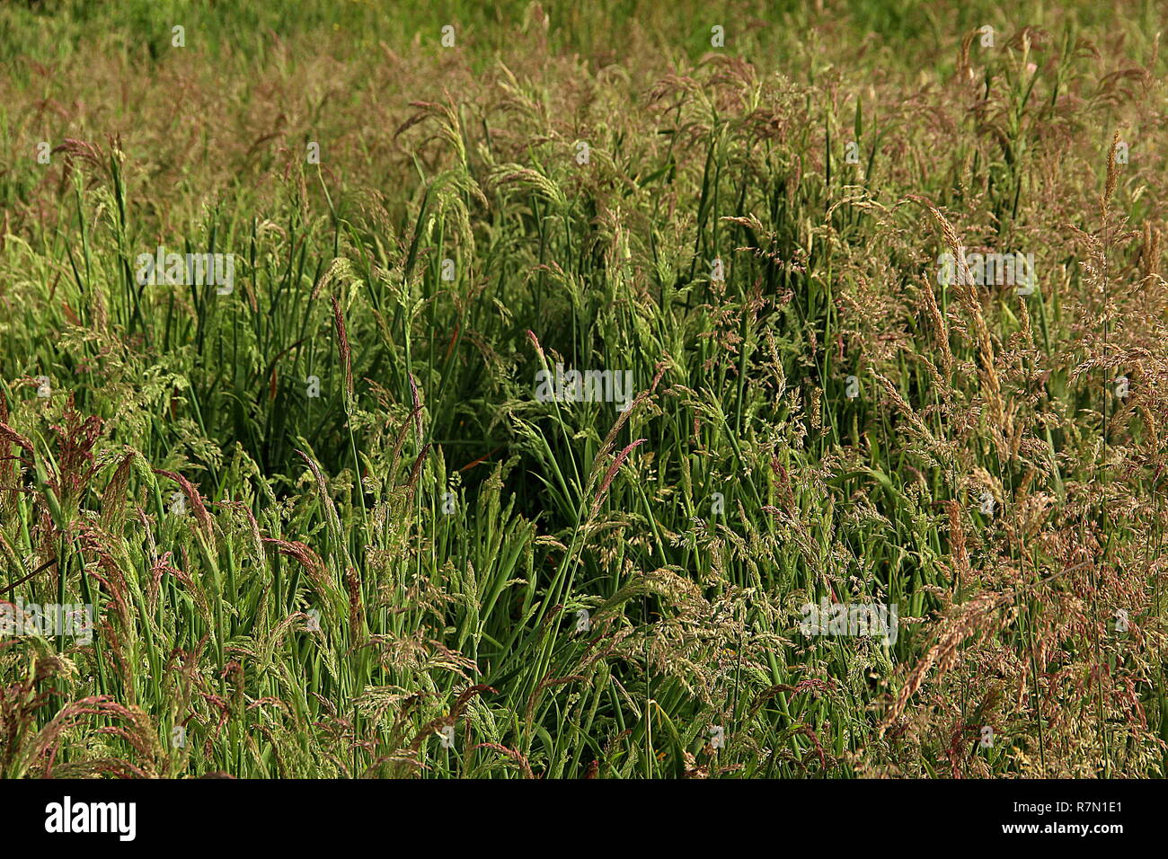 Long grass in a paddock Stock Photo - Alamy