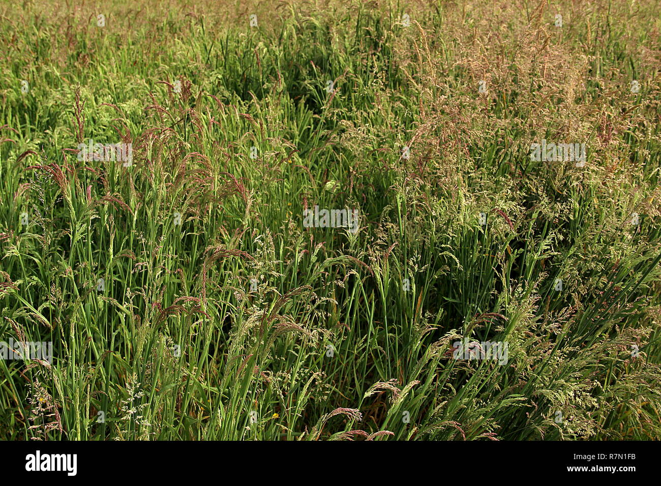 Long grass in a paddock Stock Photo - Alamy
